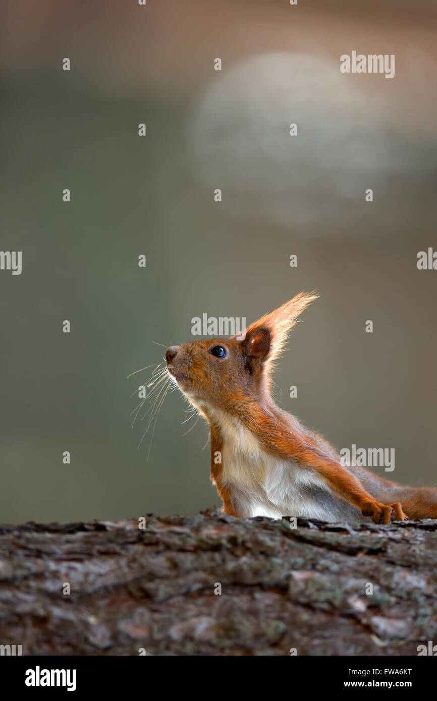 Red squirrel forest hi-res stock photography and images - Alamy