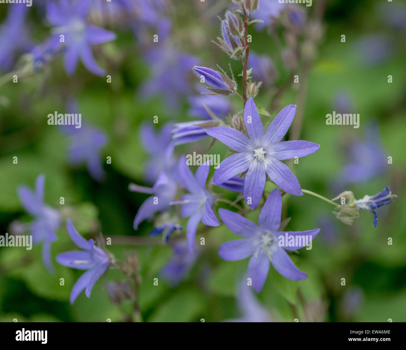 Trailing bellflowers hi-res stock photography and images - Alamy