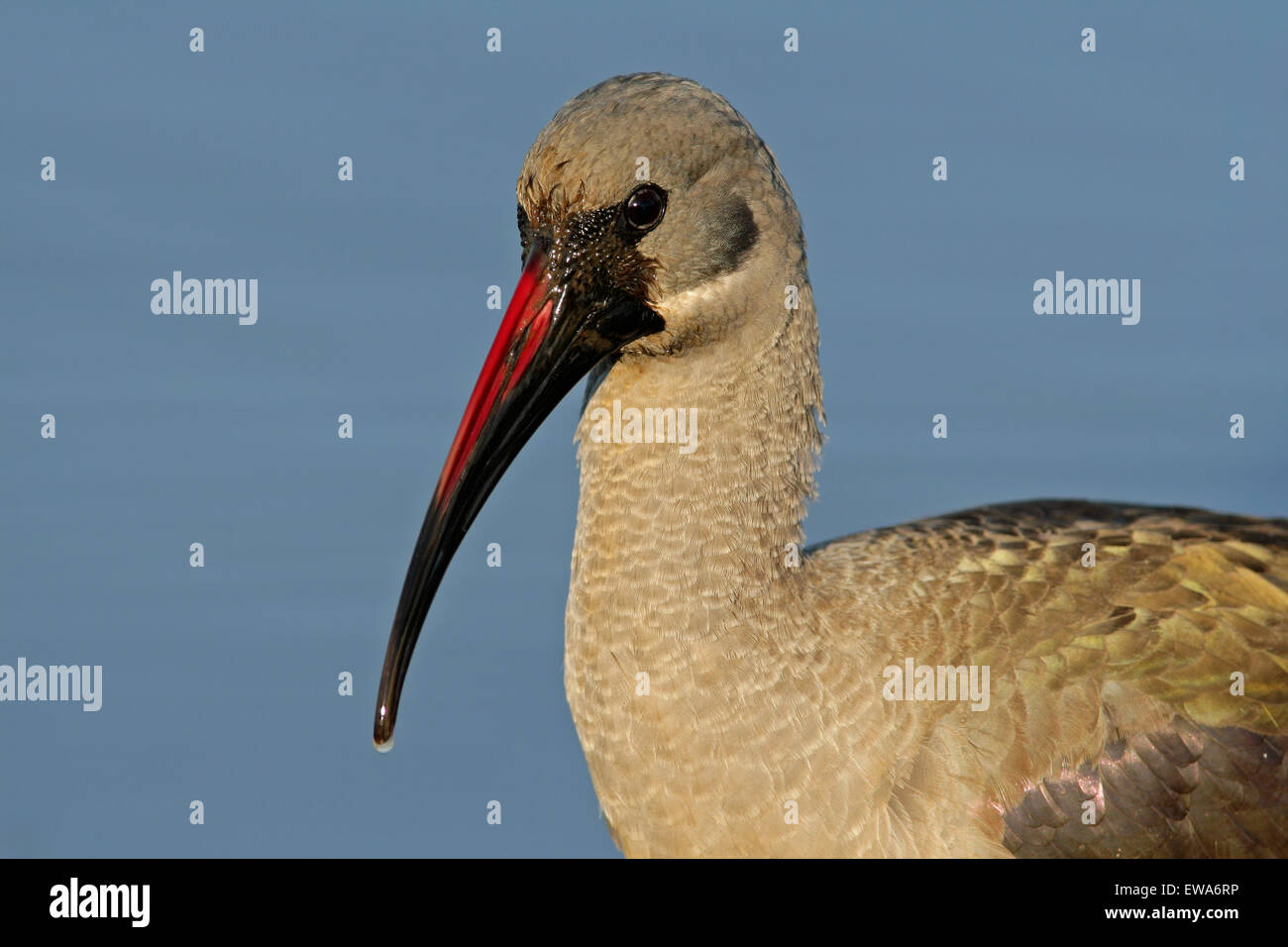 Portrait of a Hadeda Ibis (Bostrychia hagedash), Kruger National Park ...