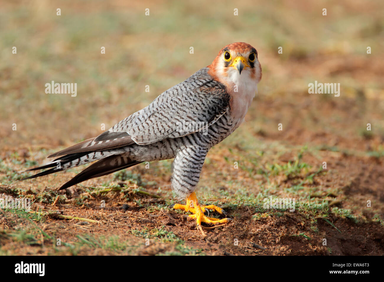 A red-necked falcon (Falco chicquera) sitting on the ground, Kalahari ...