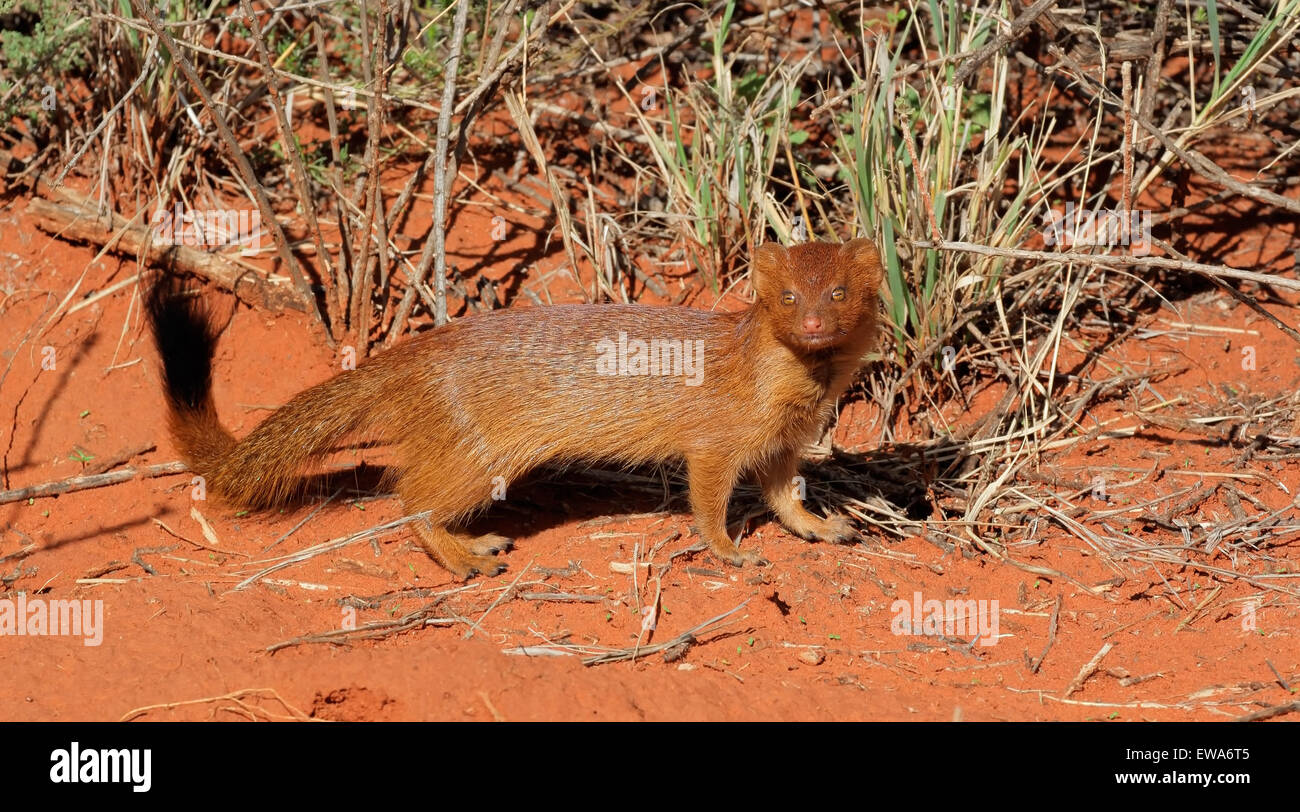 Slender Mongoose In Zulu