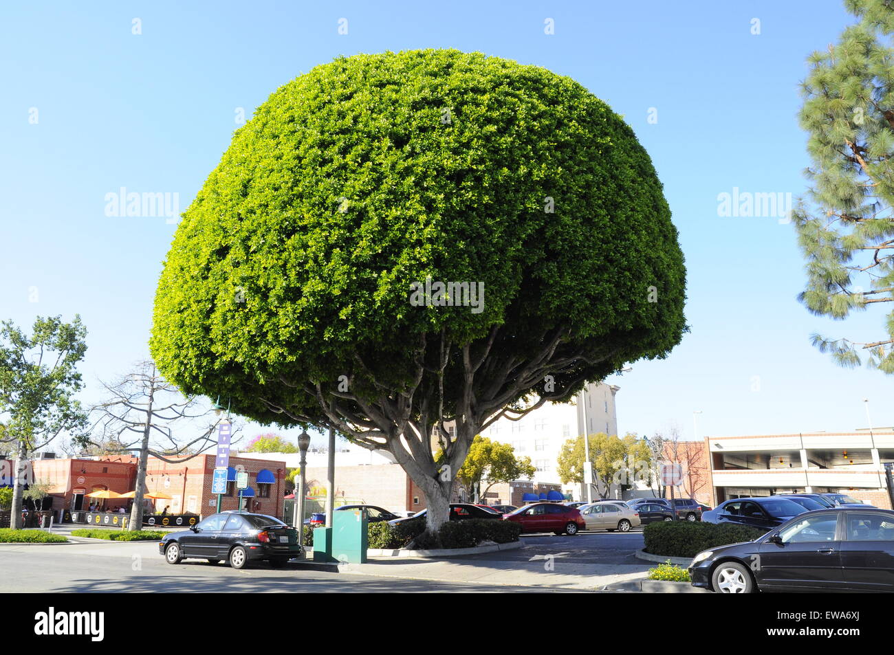 A large tree in a downtown suburb Stock Photo - Alamy