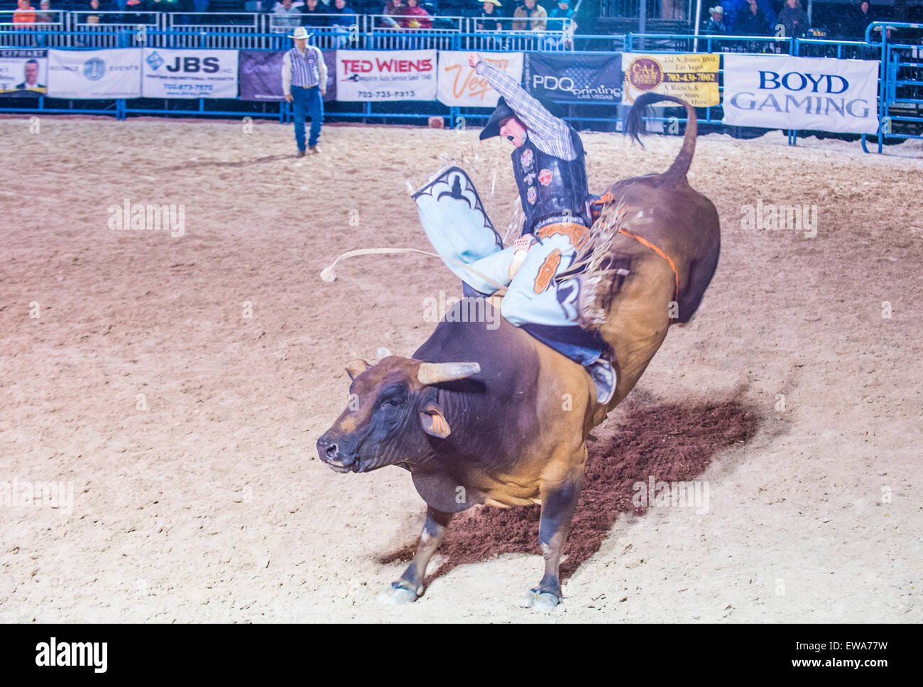 Cowboy Participating in a Bull riding Competition at the Las Cowboy ...
