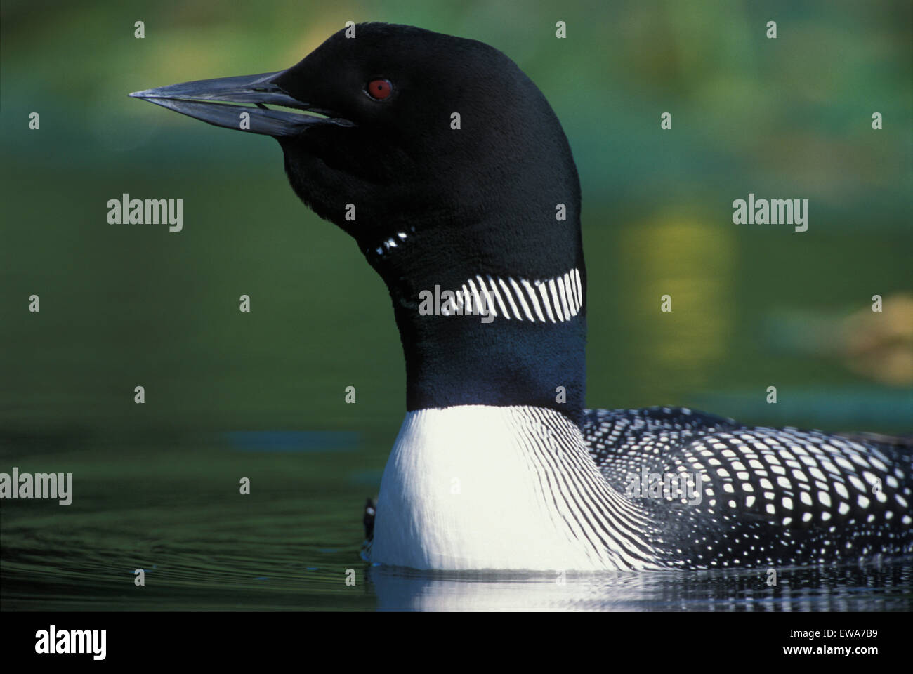Common Loon or Great Northern Diver swimming portrait closeup Stock ...