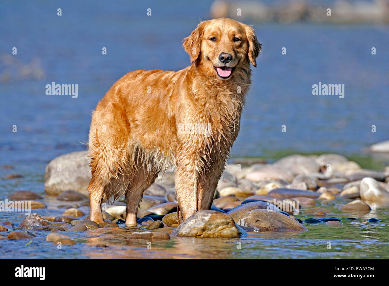 Golden Retriever standing on rocks in river Stock Photo - Alamy