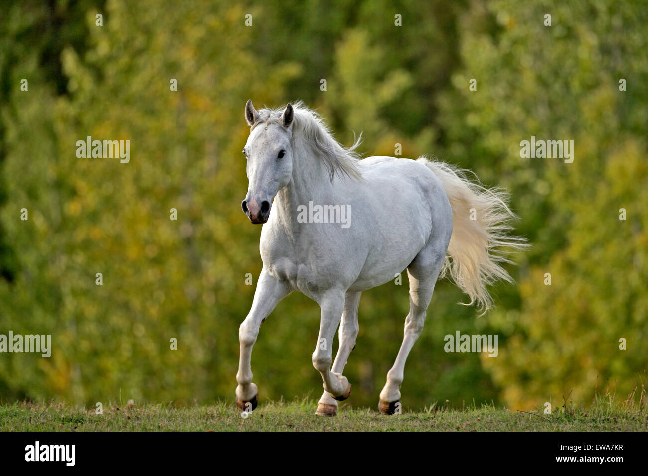 Missouri fox trotter horses hi-res stock photography and images - Alamy