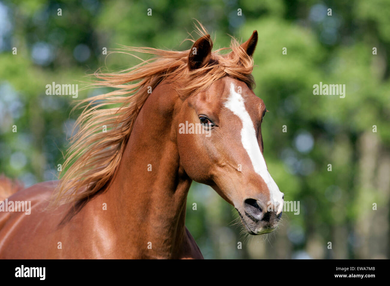 Chestnut Arabian Horse Stallion galloping, Mane flying, Portrait Head ...