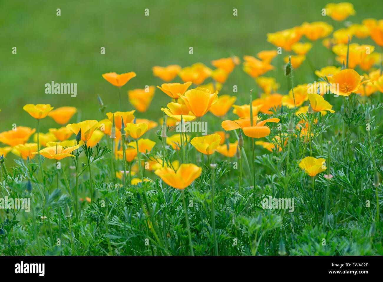 Eschscholzia californica California poppy, poppies,Californian poppy ...