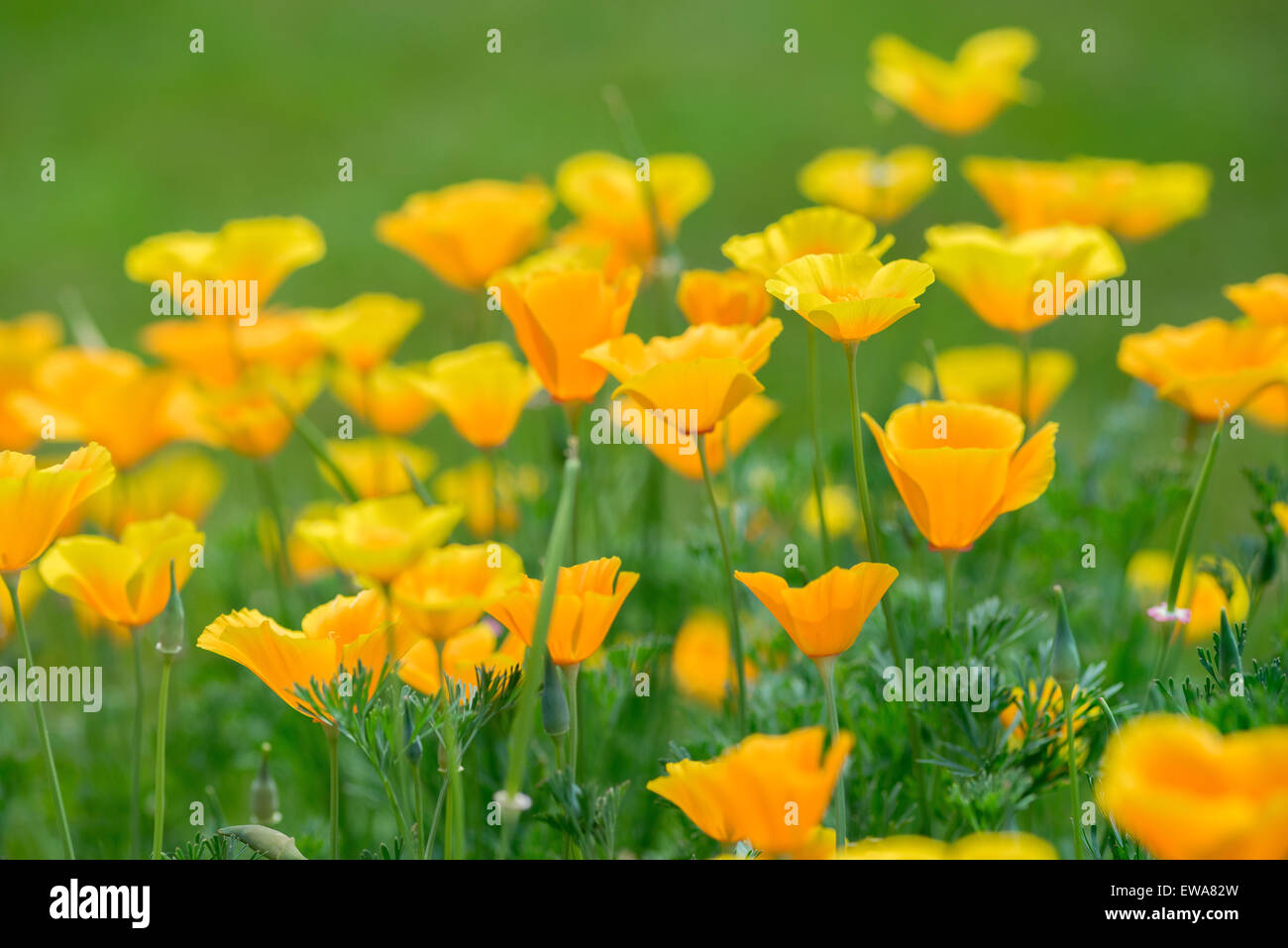 Golden poppy hi-res stock photography and images - Alamy
