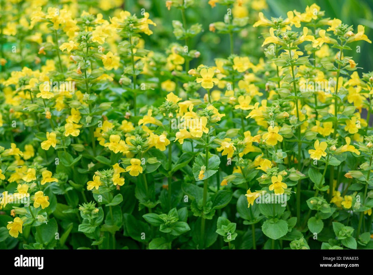 Yellow monkeyflower mimulus guttatus hi-res stock photography and ...