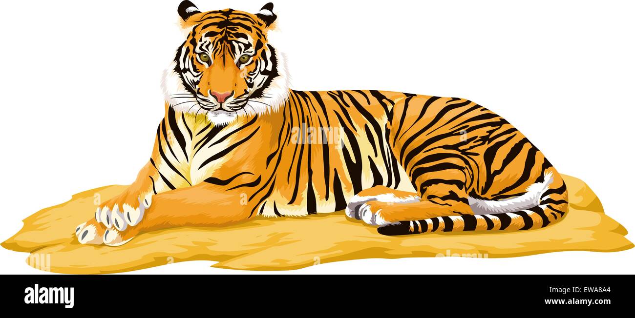 Vector illustration of tiger Stock Vector Image & Art - Alamy