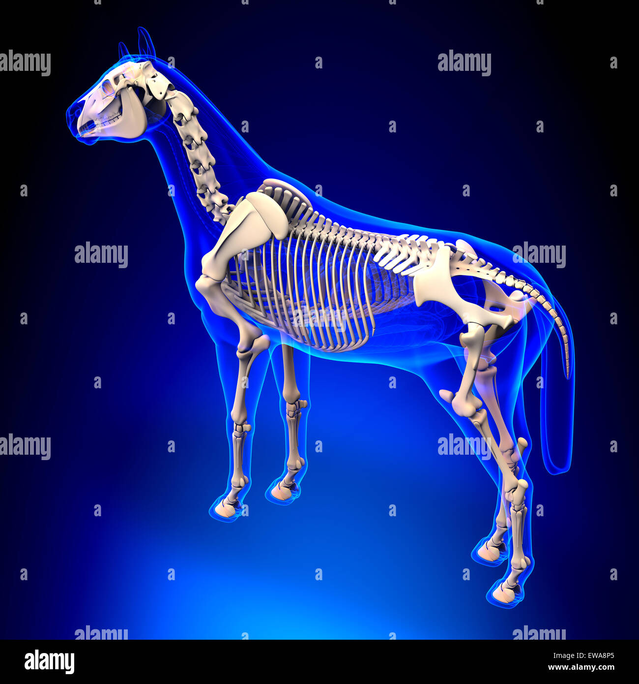 Horse hoof anatomy hi-res stock photography and images - Alamy