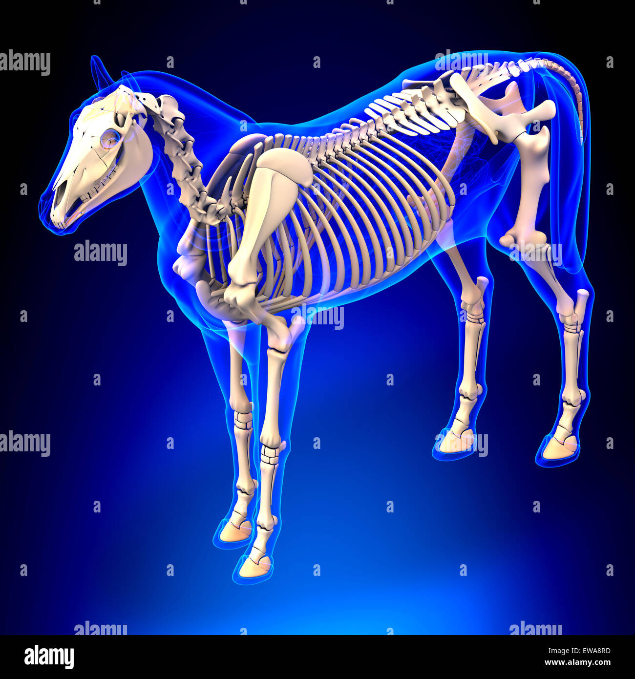 Horse Skeleton - Horse Equus Anatomy - on blue background Stock Photo ...