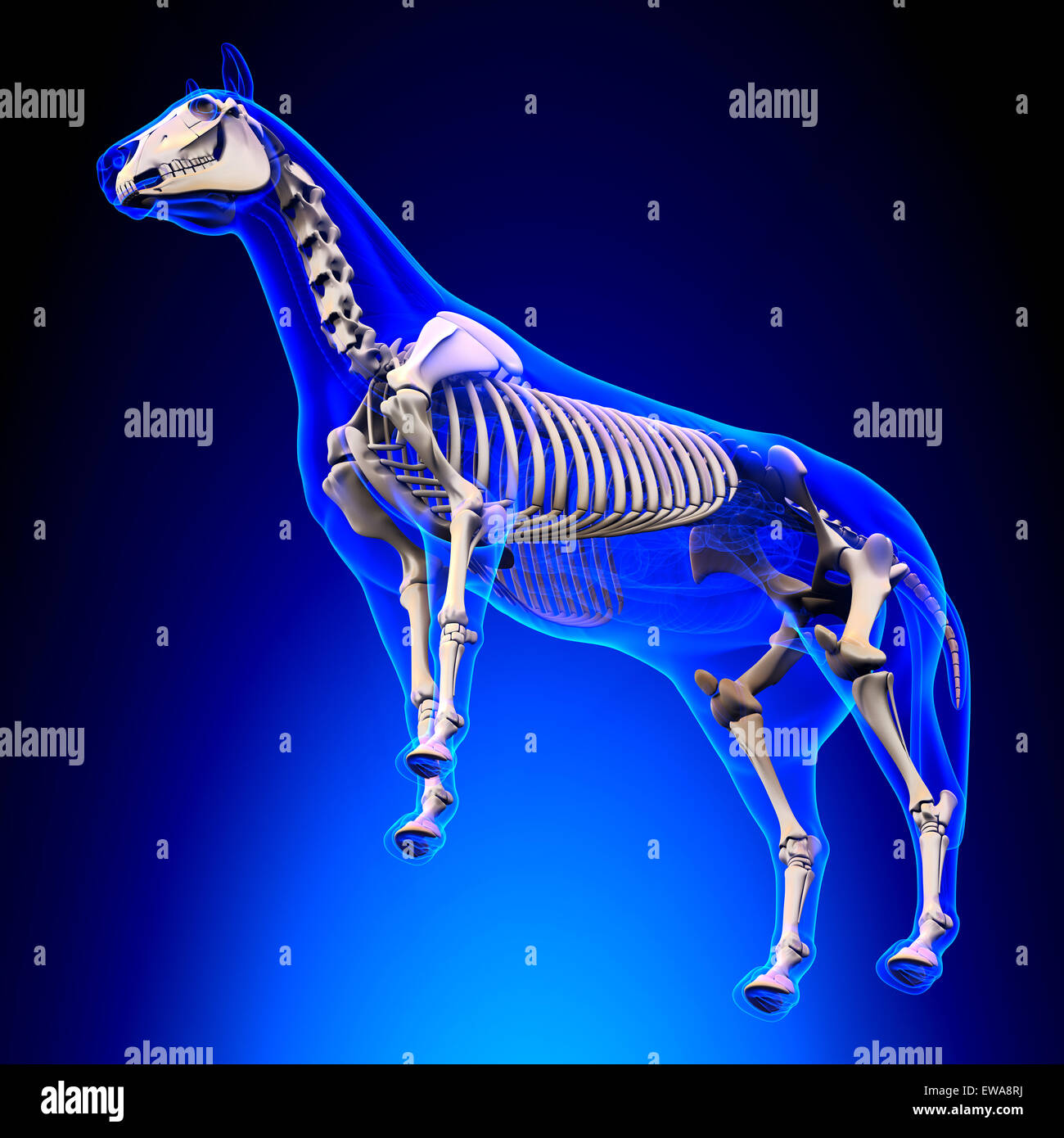 Horse skeleton hi-res stock photography and images - Alamy