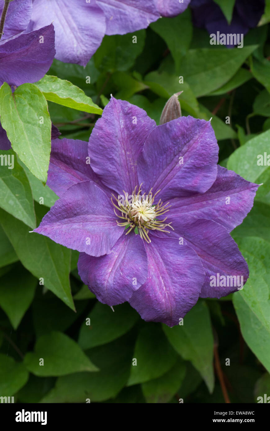 Class 2 clematis hi-res stock photography and images - Alamy