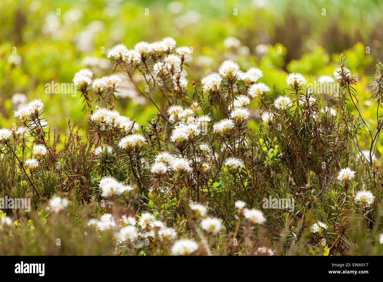 Evergreen marsh plant hi-res stock photography and images - Alamy