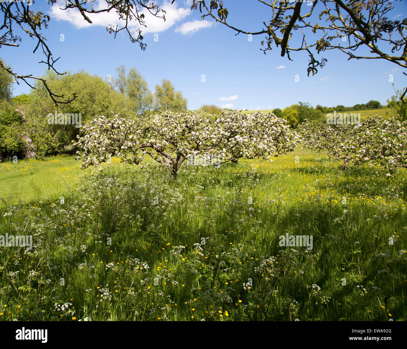 Spring blossom on trees in apple orchard and wildflower meadow ...