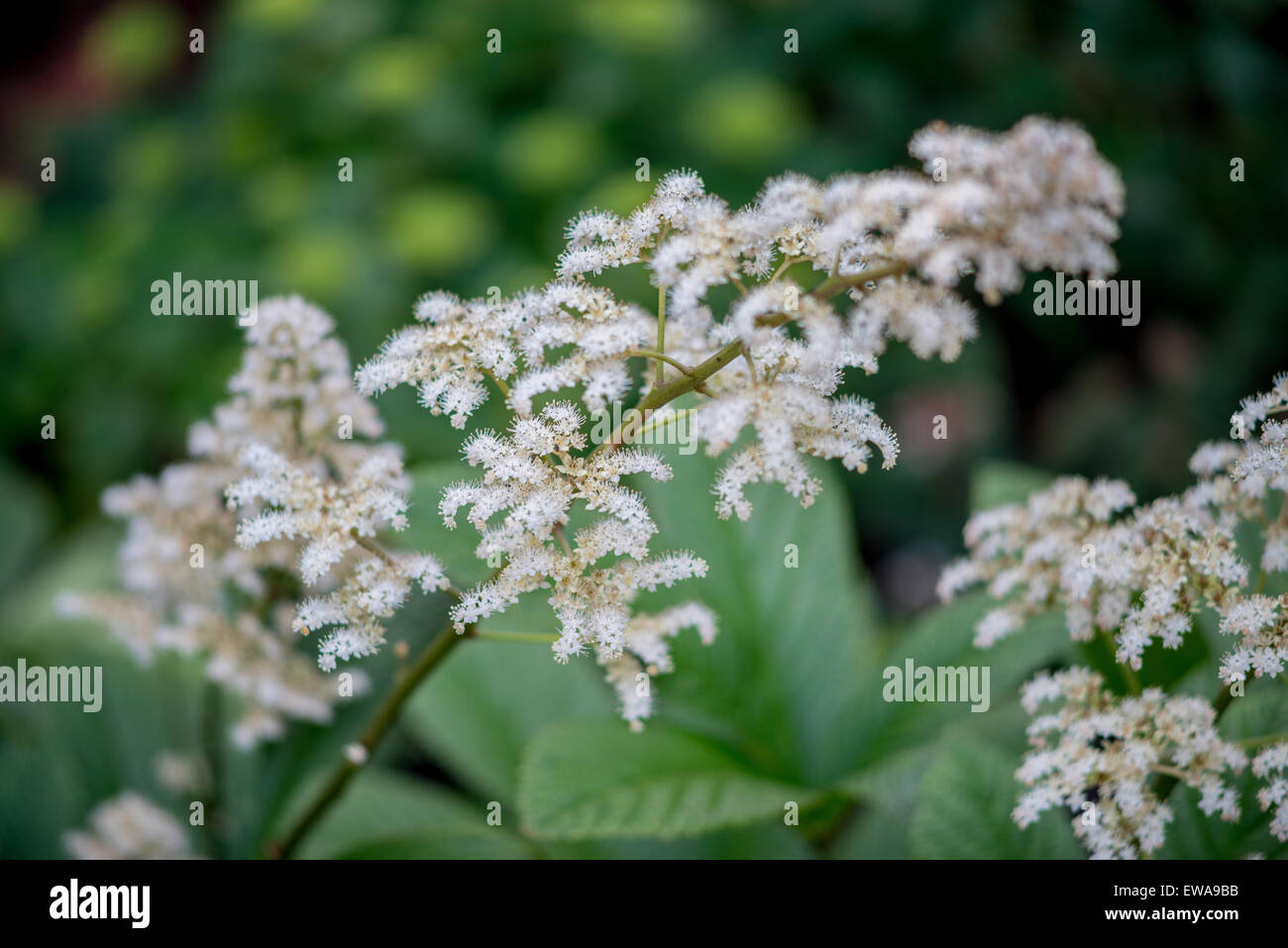 Rodgersia aesculifolia hi-res stock photography and images - Alamy