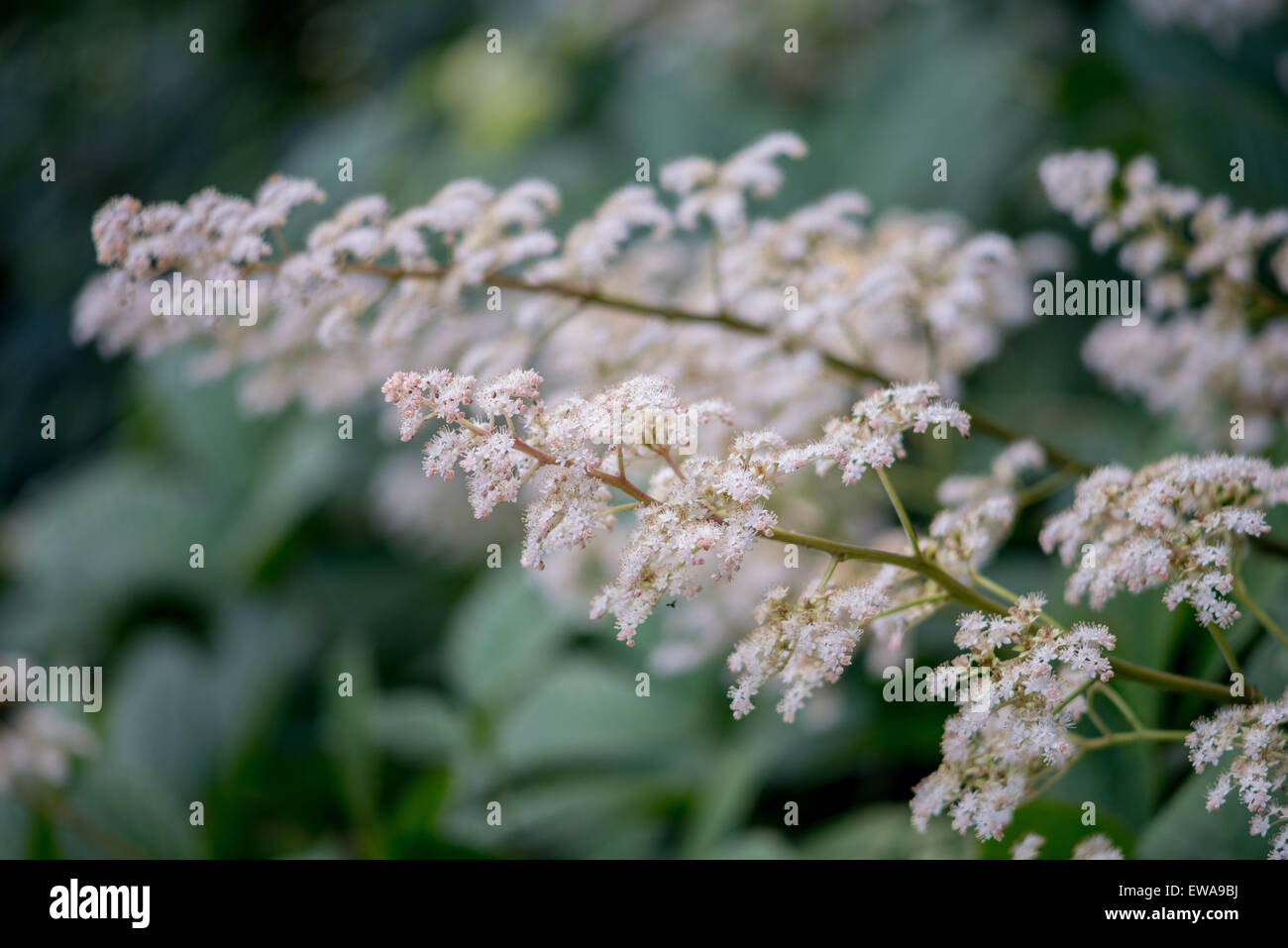 Rodgersia aesculifolia hi-res stock photography and images - Alamy