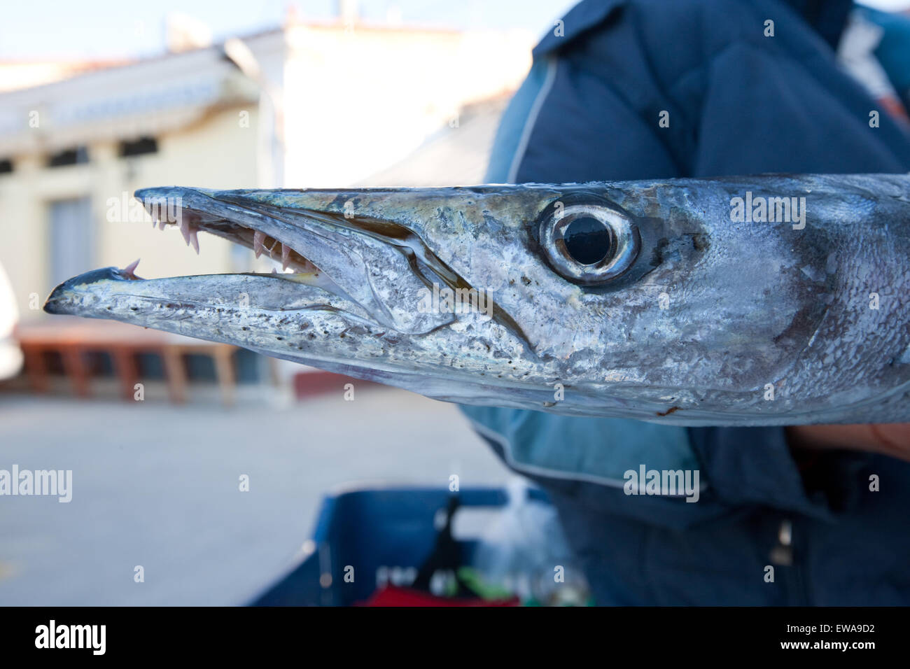 Closeup detail of a big barracuda fish, caught by a young angler in ...