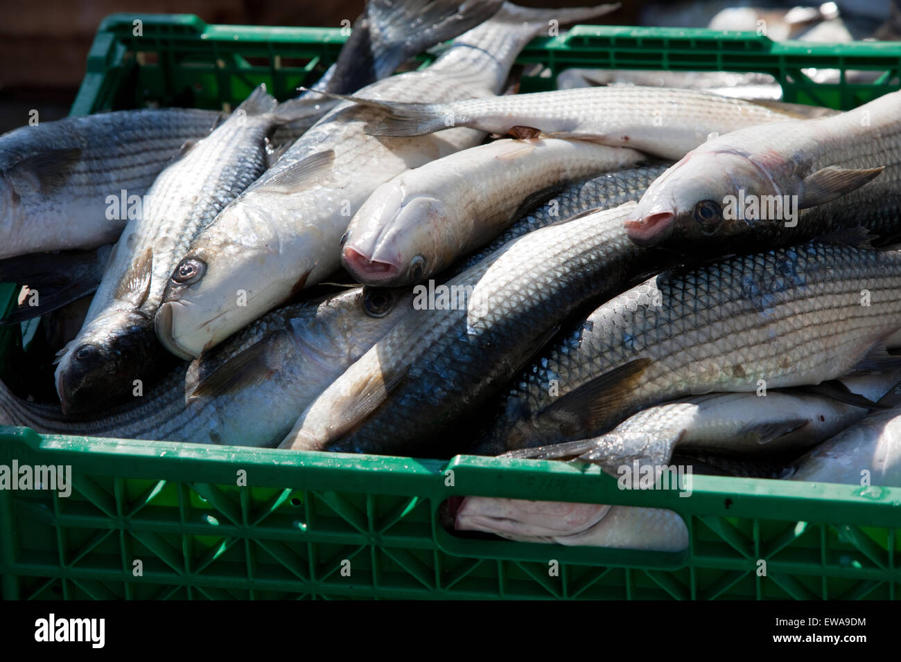 Fresh flathead grey mullet, genus Mugil cephalus, fish on sale. Limnos ...