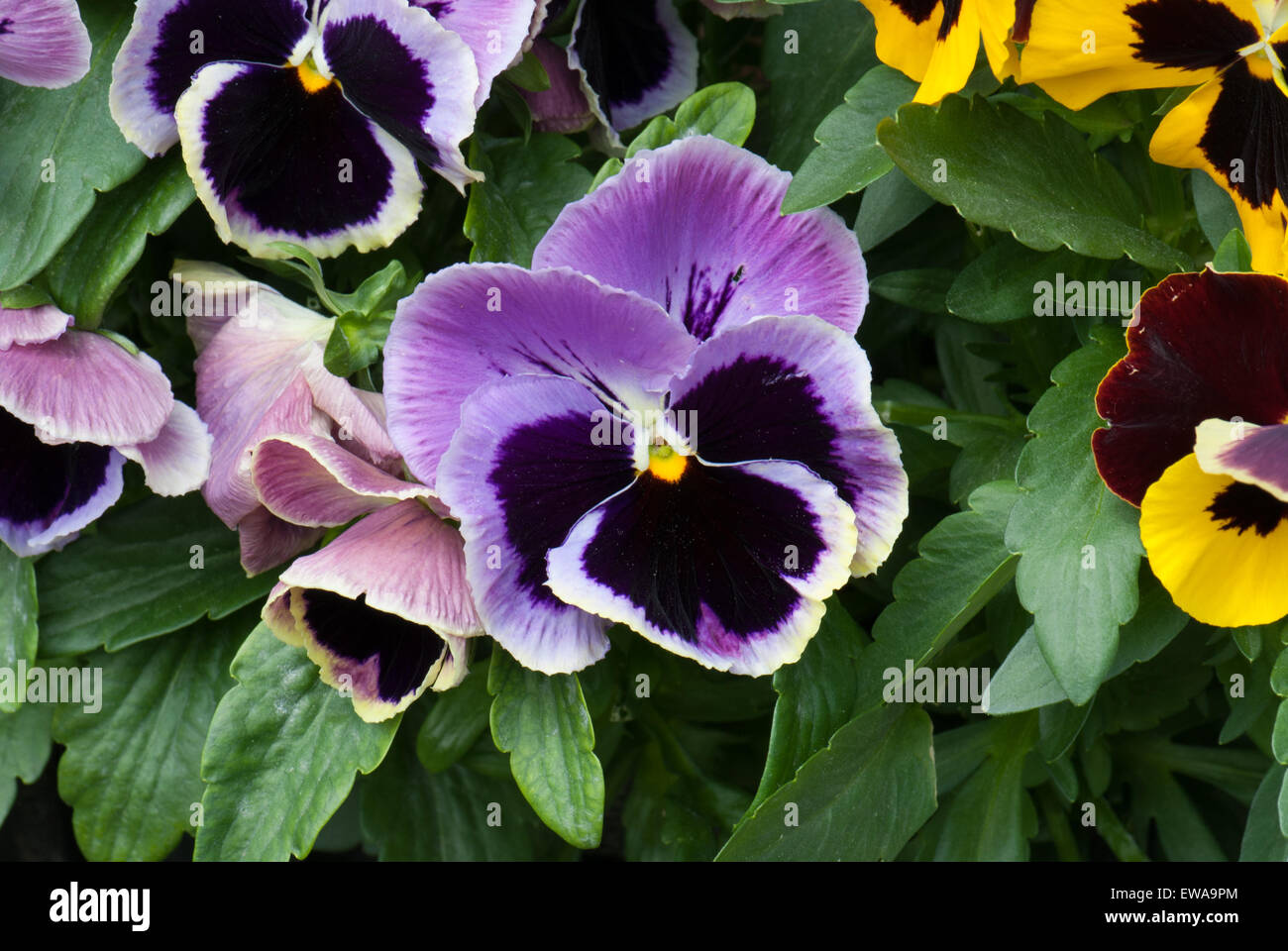 Dead heading pansies hi-res stock photography and images - Alamy