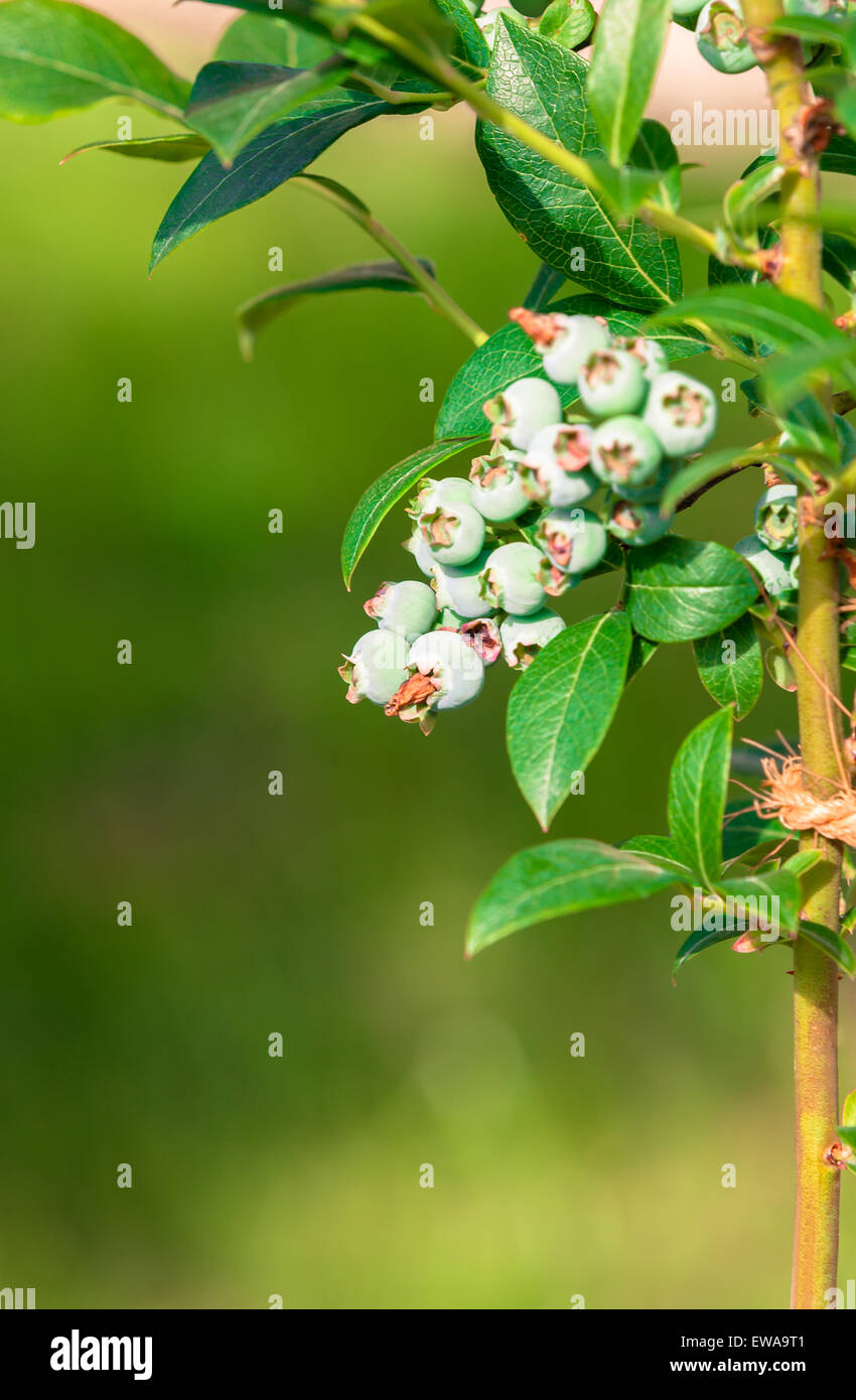 Blueberry garden hi-res stock photography and images - Alamy