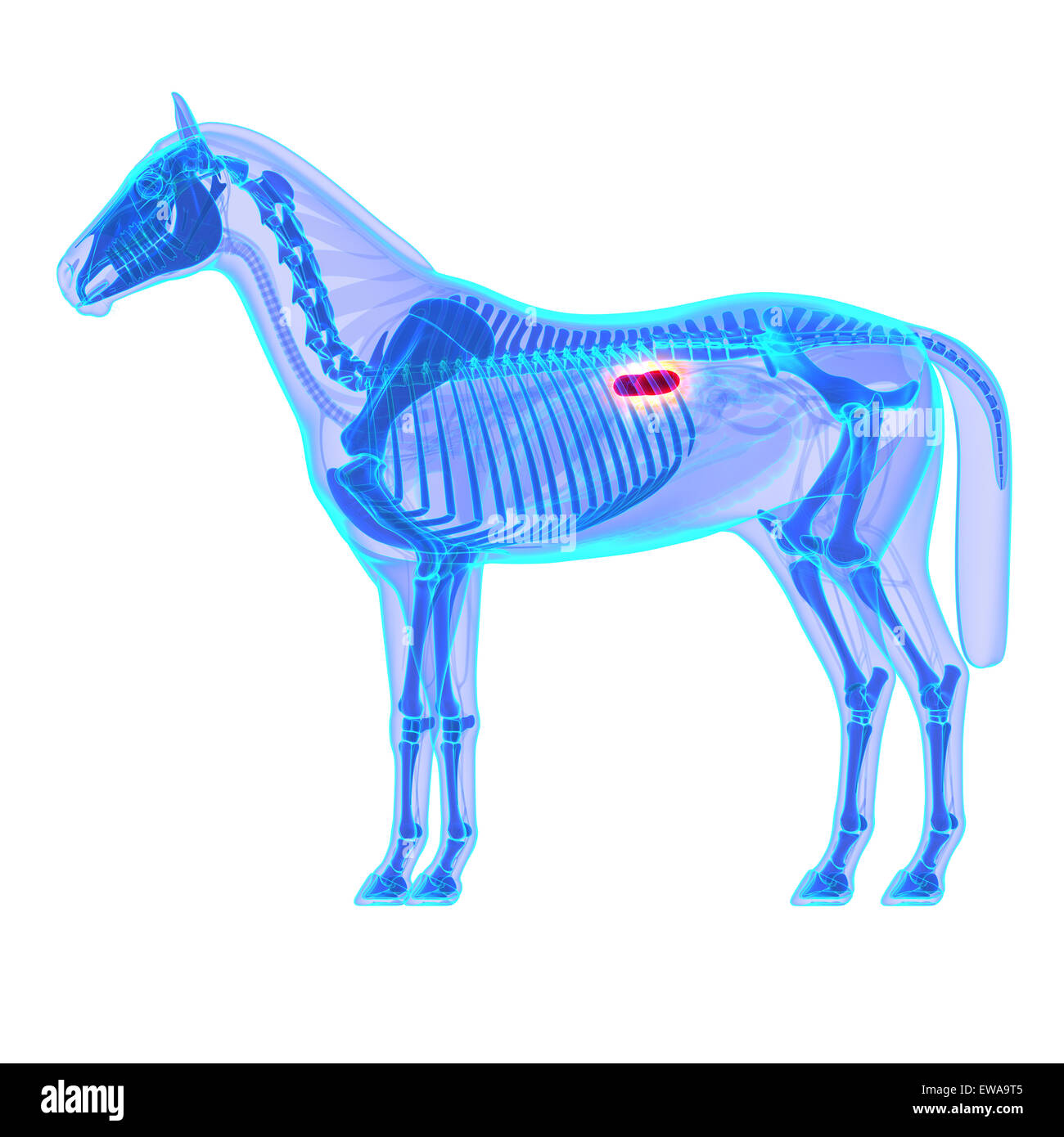 Equine anatomy Cut Out Stock Images & Pictures - Alamy