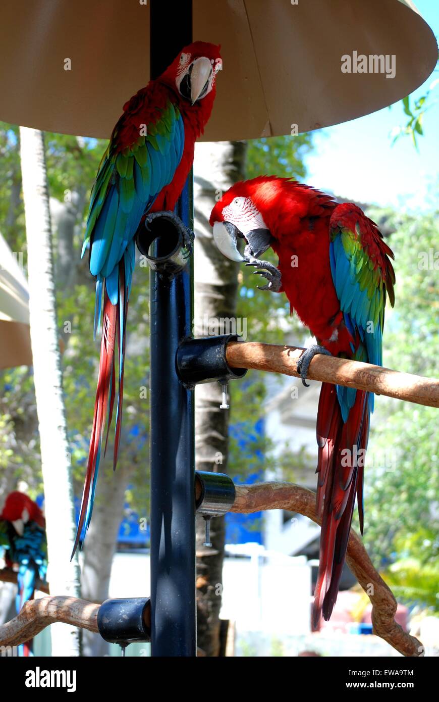Captive parrots hi-res stock photography and images - Alamy