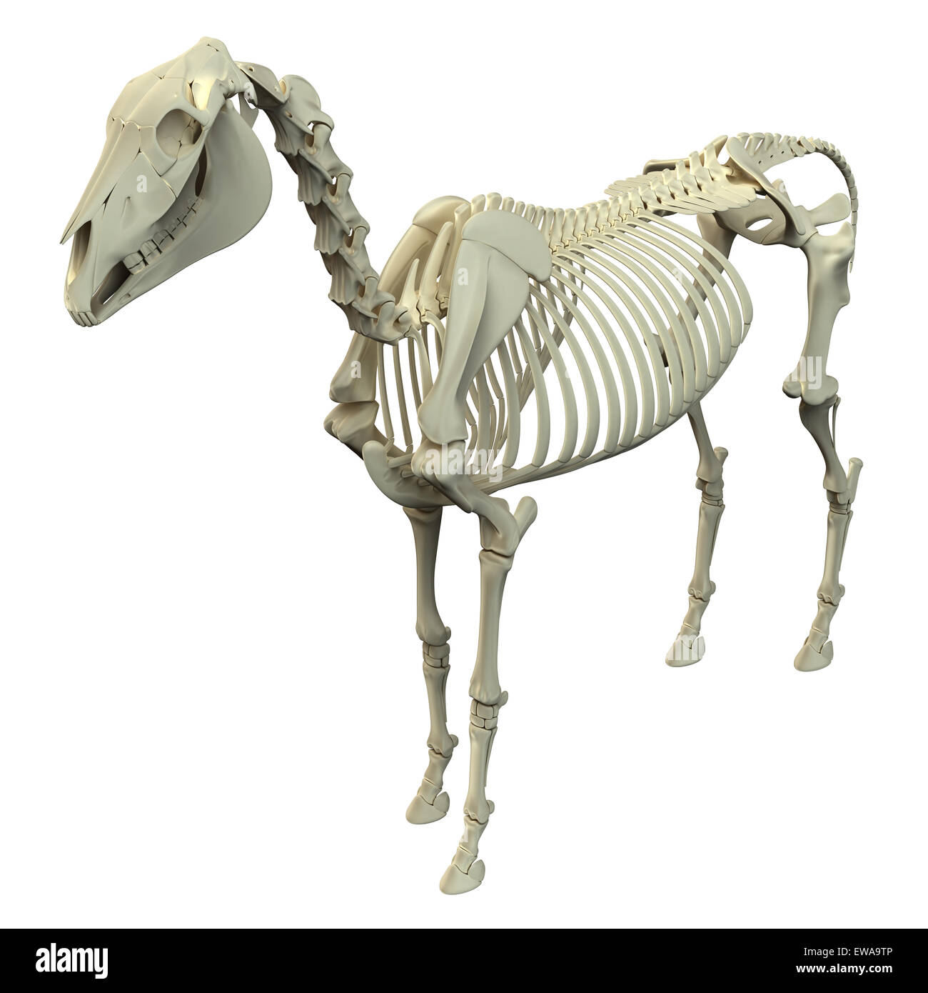 Horse skeleton Cut Out Stock Images & Pictures - Alamy