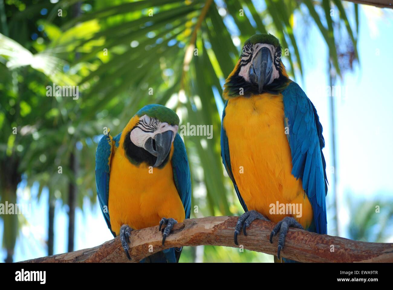 Blue and yellow macaw parrots, Miami, Florida, USA Stock Photo - Alamy
