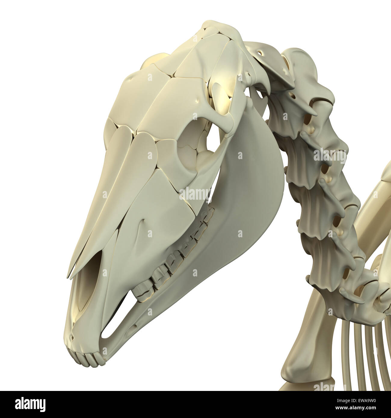 Horse Skull Diagram Front