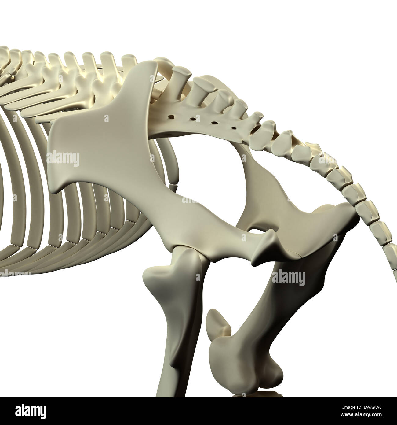 Horse Pelvis - Horse Equus Anatomy - isolated on white Stock Photo - Alamy