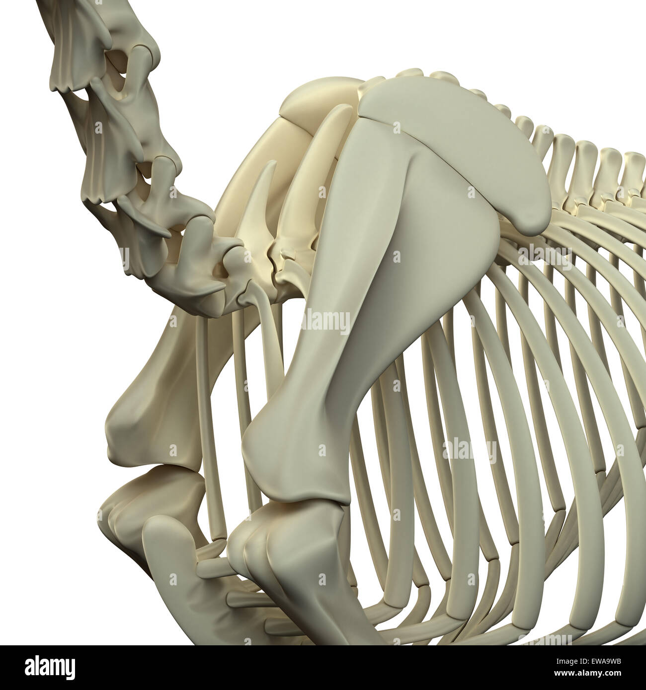 Equine skeleton hi-res stock photography and images - Alamy