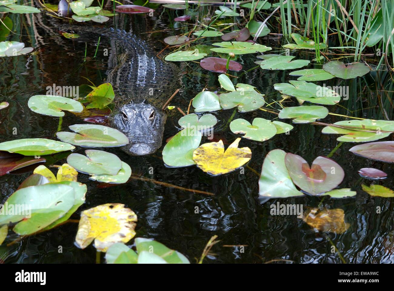 Alligator swimming through lily pads in a swamp, Everglades, Miami ...