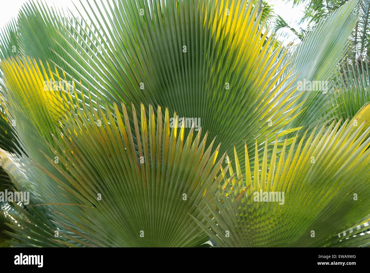 Giant palm leaves hi-res stock photography and images - Alamy