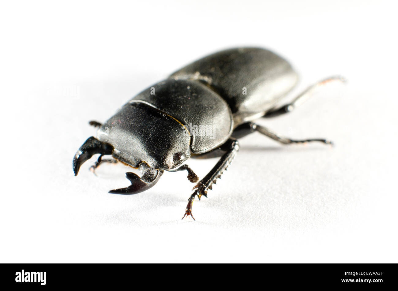 Lesser stag beetle (Dorcus parallelipipedus) photographed on white ...