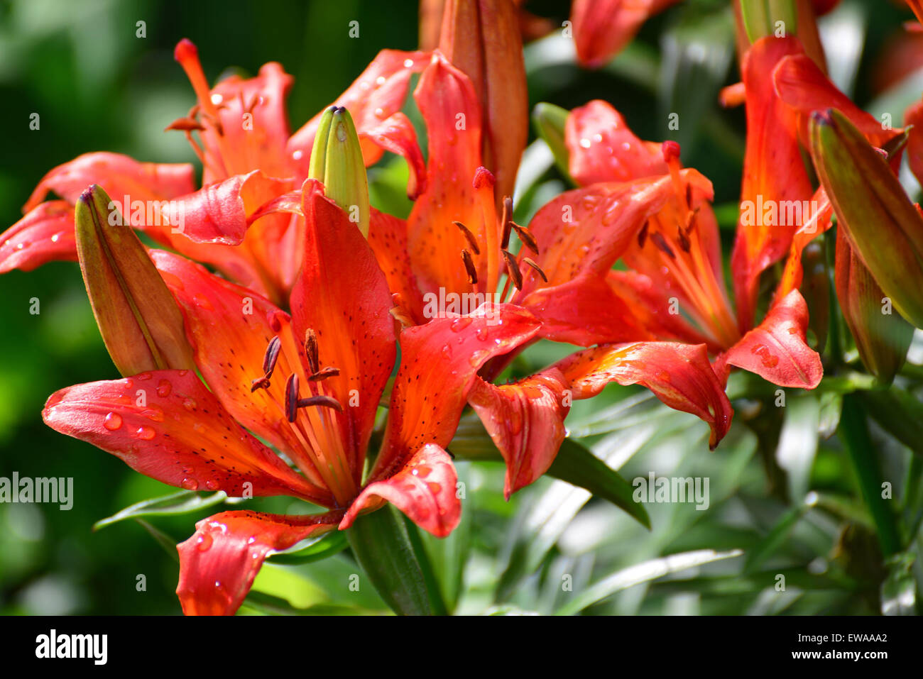 Beautiful orange lilies in the garden Stock Photo - Alamy