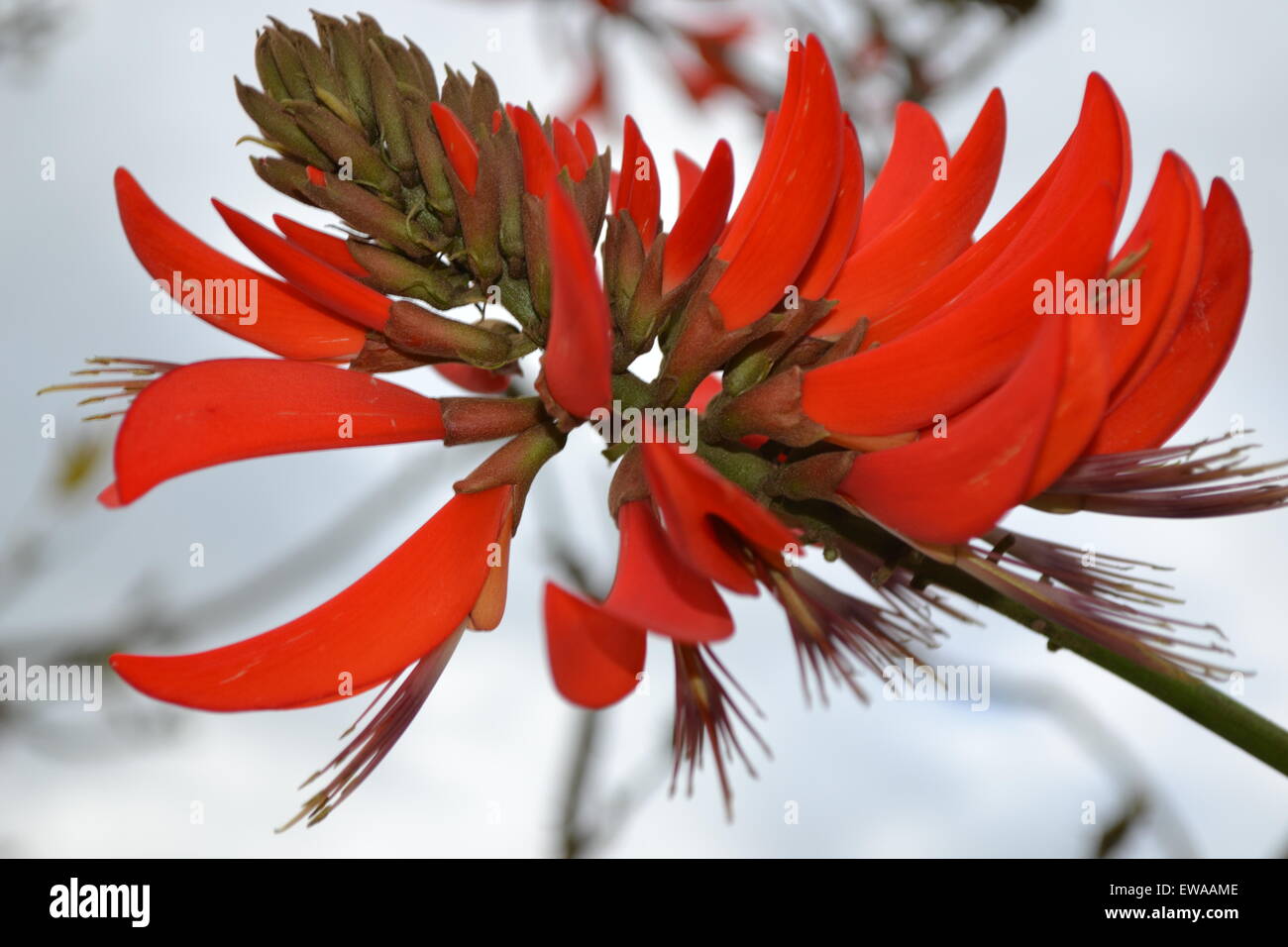 Red coral tree hi-res stock photography and images - Alamy