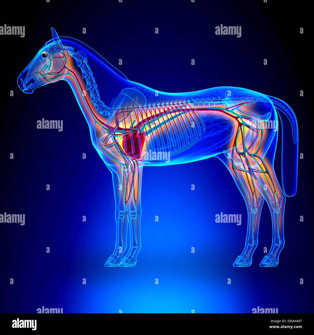 Horse Heart with Circulatory System - Horse Equus Anatomy on blue ...