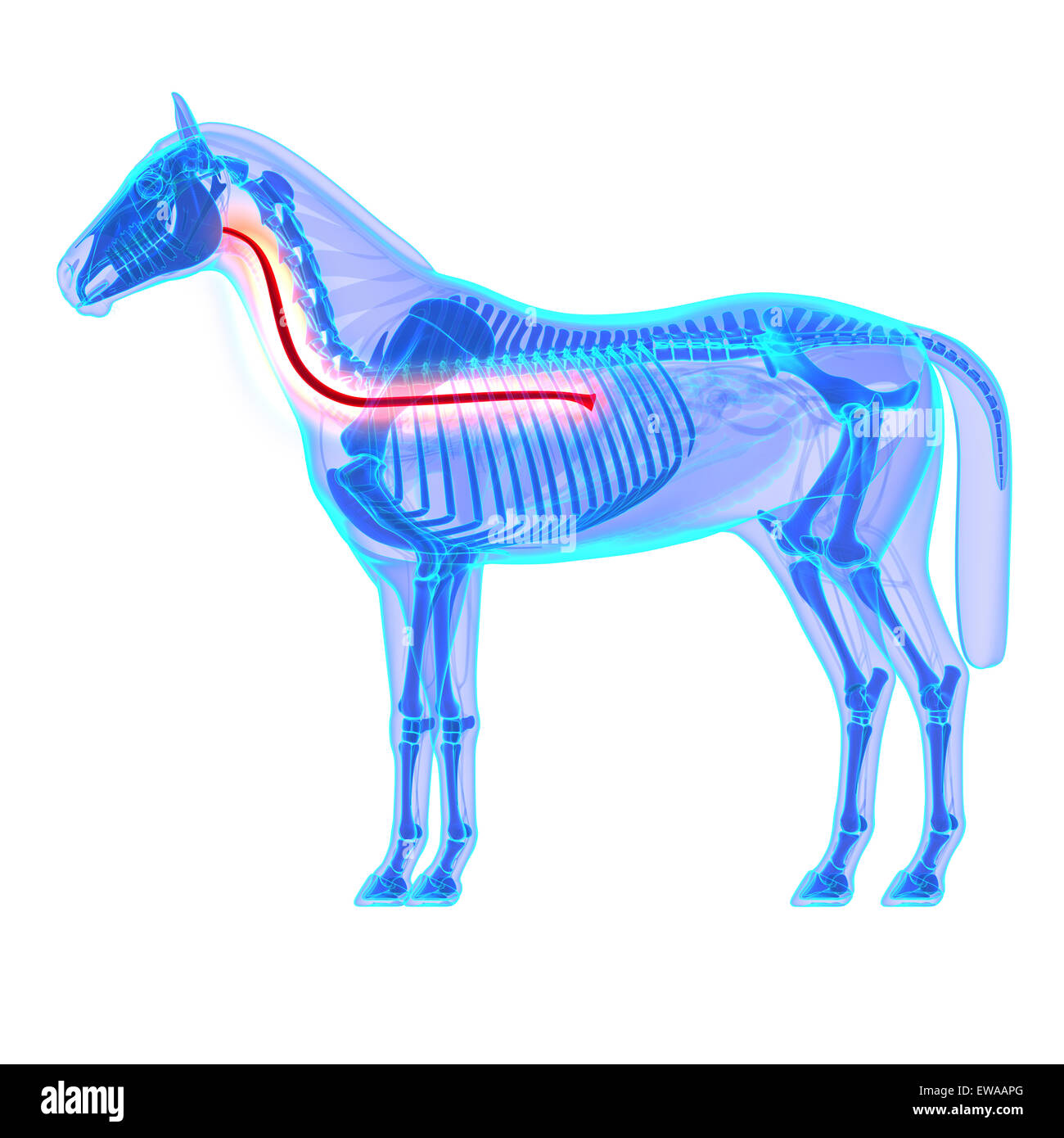 Horse Esophagus - Horse Equus Anatomy - isolated on white Stock Photo ...