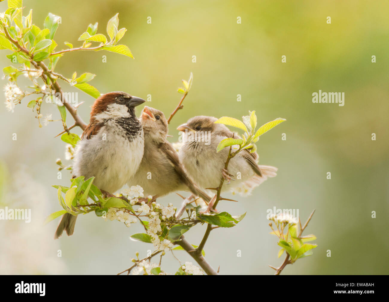 Sparrow Family High Resolution Stock Photography and Images - Alamy