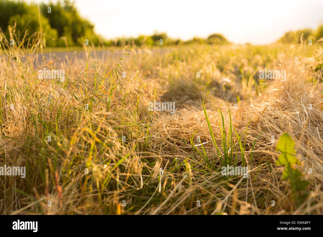 Road with green and brown grass hi-res stock photography and images - Alamy