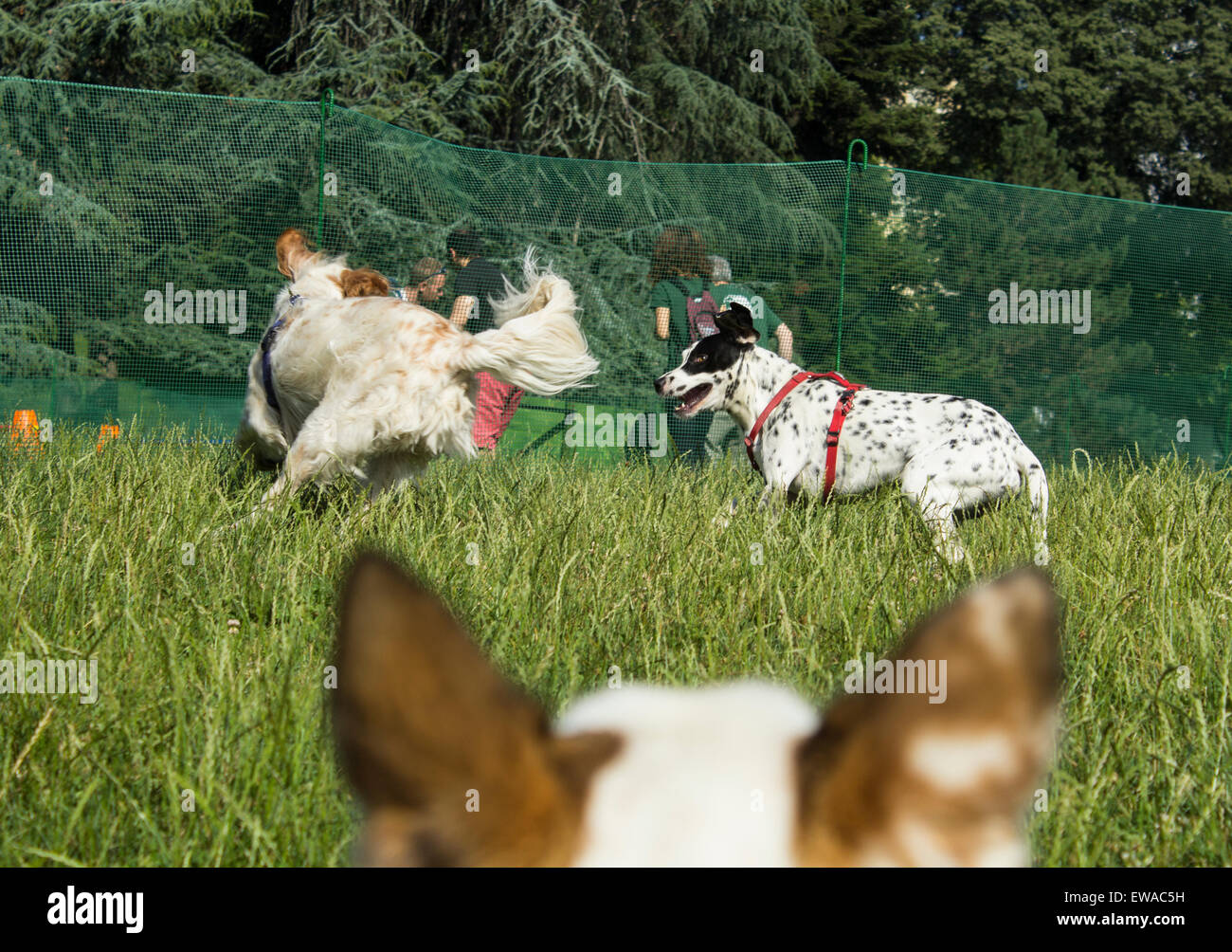 How Do Dogs Play With Other Dogs