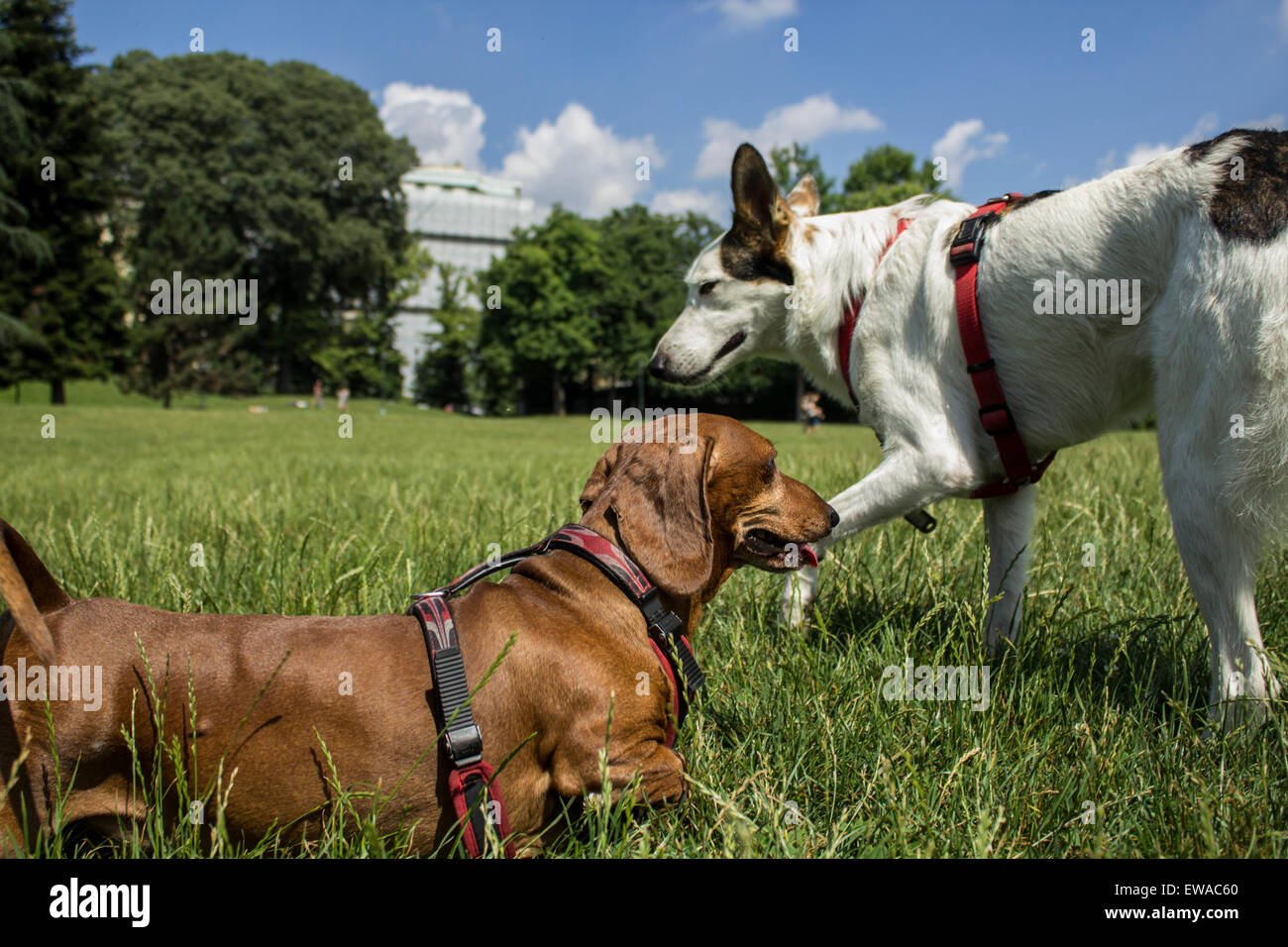 Two beautiful dogs at the park (Parco del Valentino, Turin, Italy ...