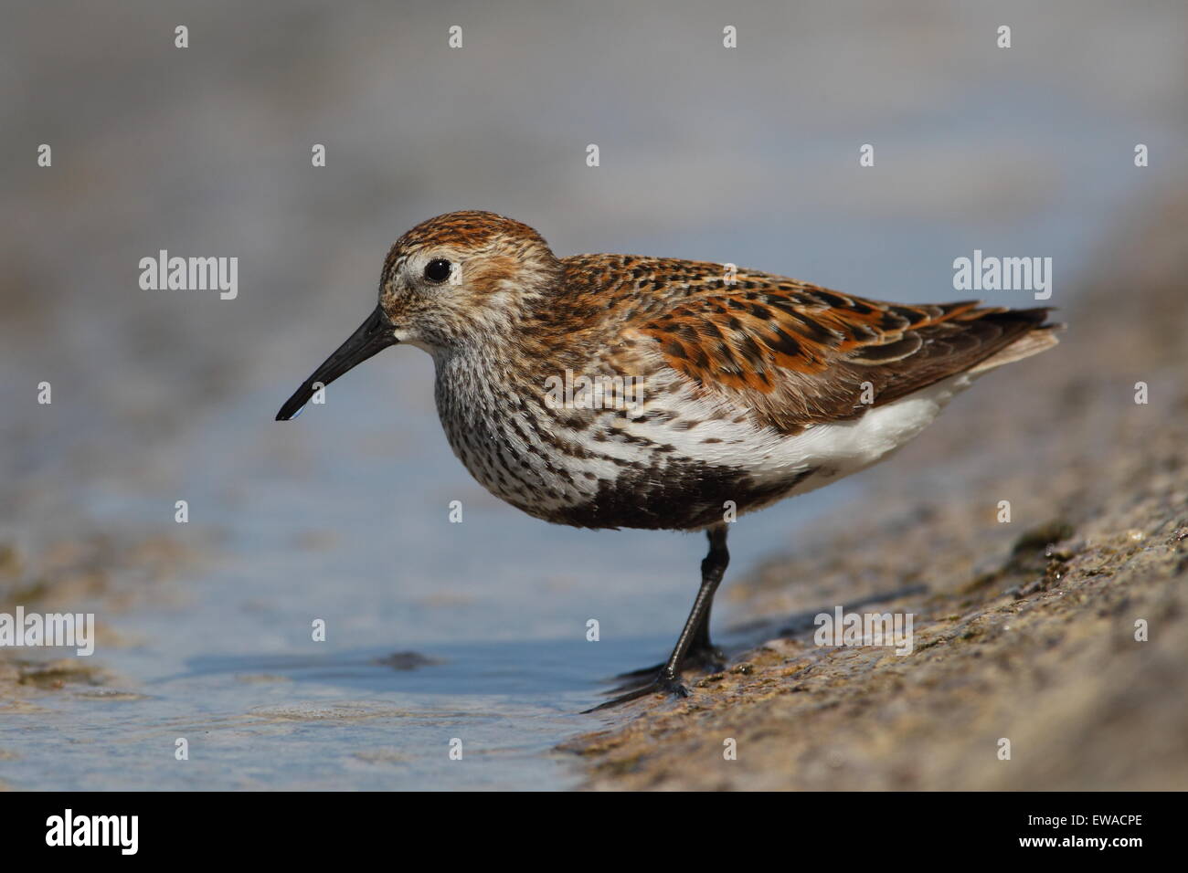 Adult summer plumage Dunlin Stock Photo - Alamy