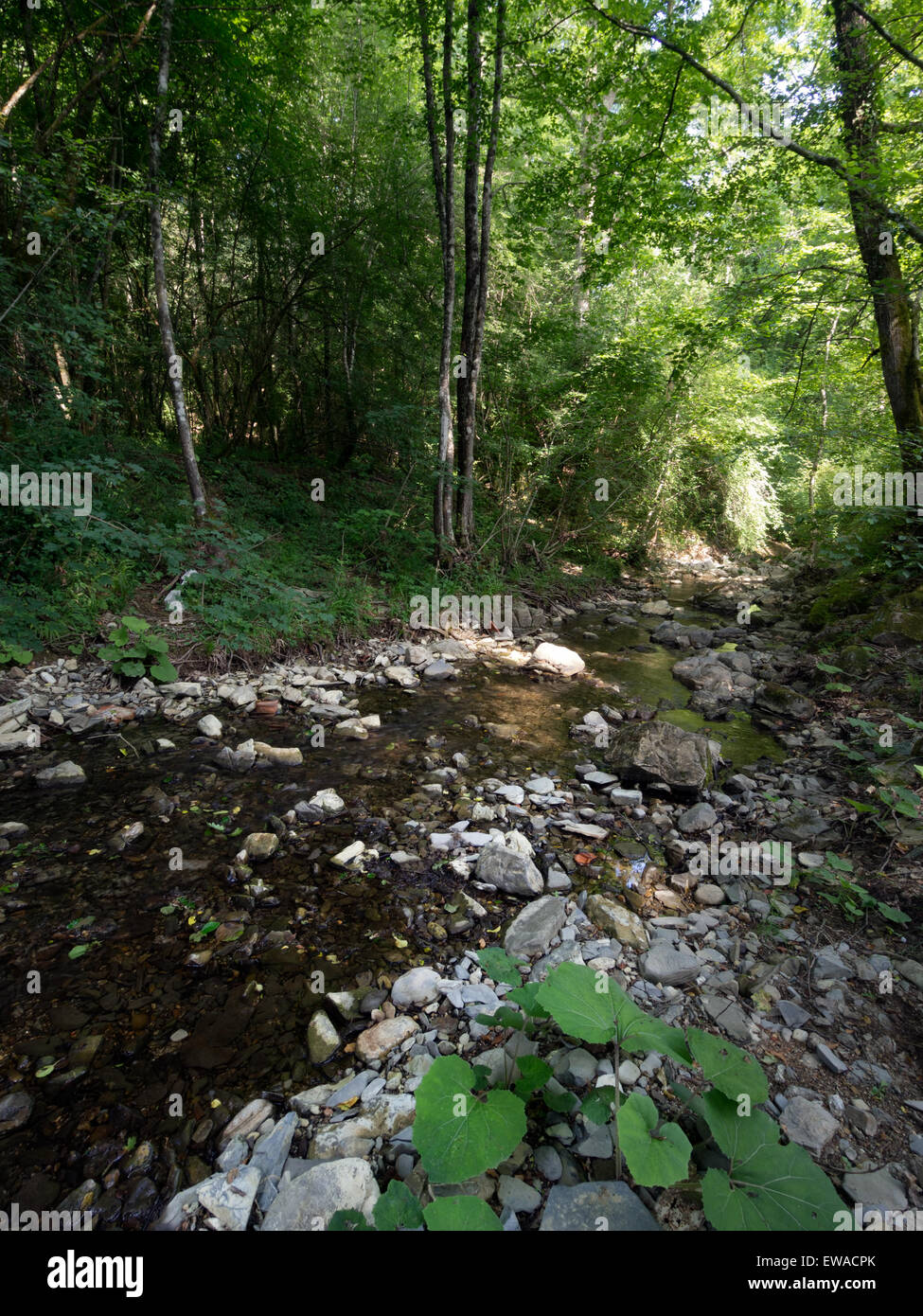 Ghost like figures in woodland clearing. Genuine light effect. Only ...