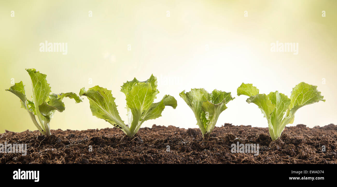 newly planted seedlings in the vegetable garden for a a healthy diet ...