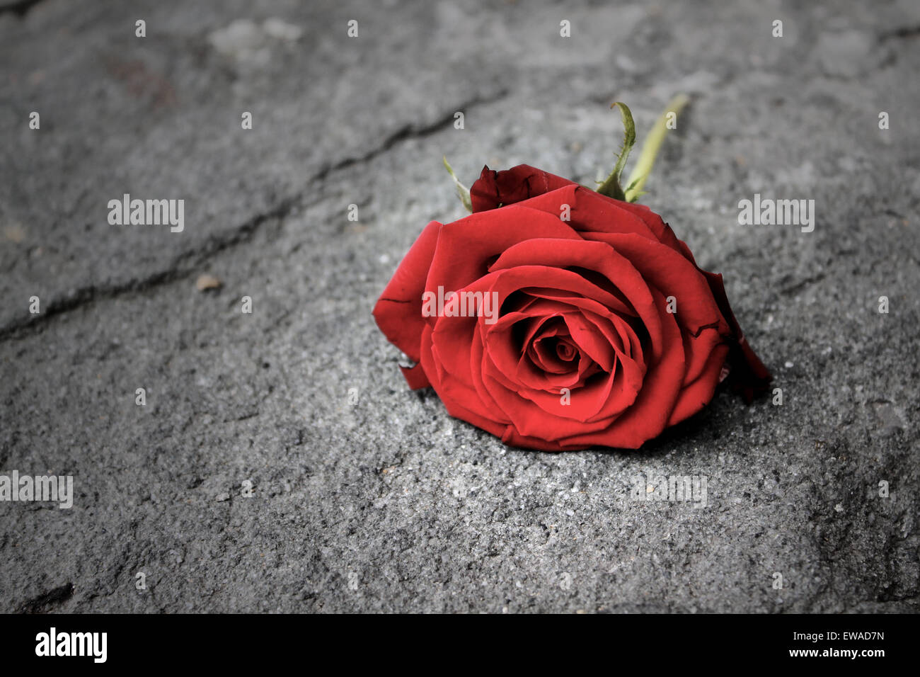 red rose on the floor Stock Photo - Alamy