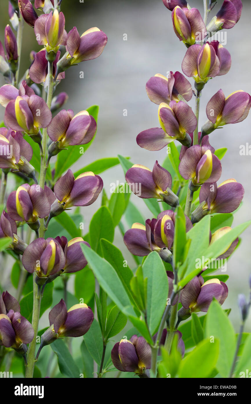Yellow Baptisia Australis